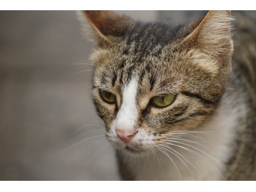 The sacred animal - Inside-Egypt