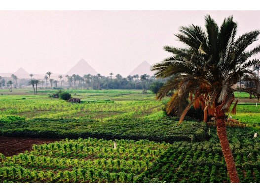 Agriculture in ancient Egypt - Inside-Egypt