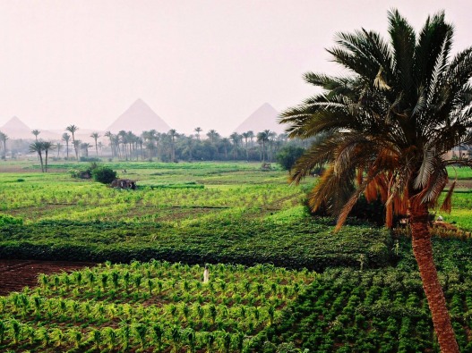 Agriculture in ancient Egypt - Inside-Egypt